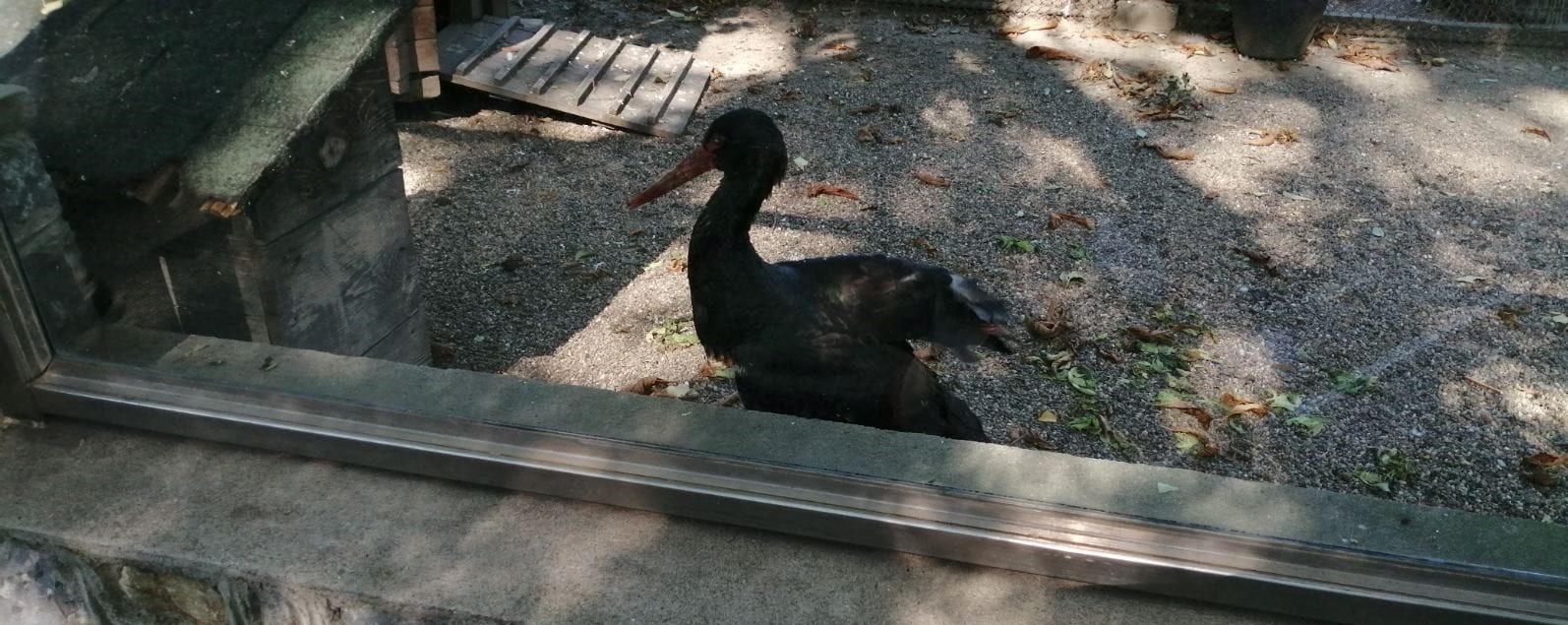 LEJLA PURKAR: Zašto je danas toliko popularno biti IZVIĐAČ i šta sve ...